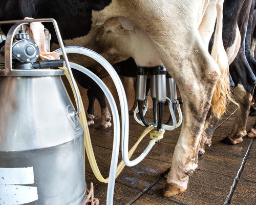 Nutricionista Recomenda Consumo De Leite De Vaca E Explica Formas De