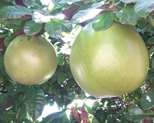 Árvore de Coité bem no centro de Patos de Minas chama atenção, mas ...